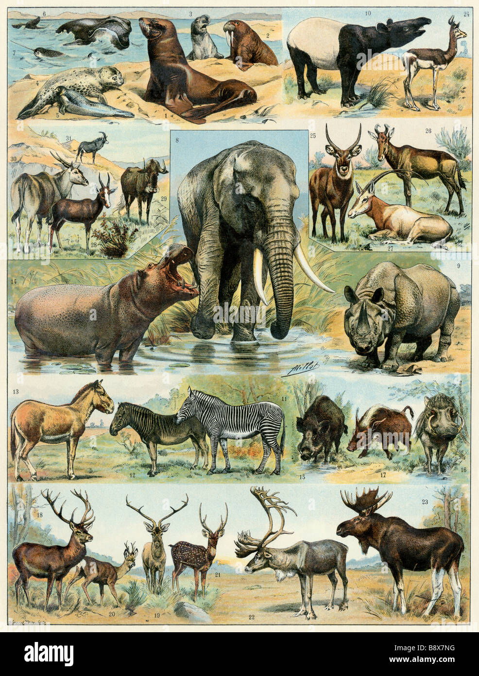 Color lithograph of wild animals hi-res stock photography and images ...