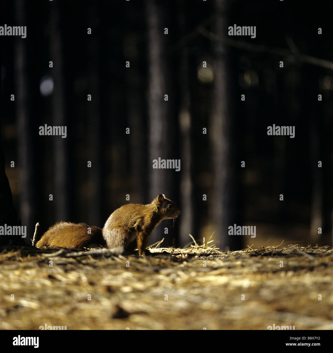 A view of some red squirrels at Formby Point, foraging for food in ...