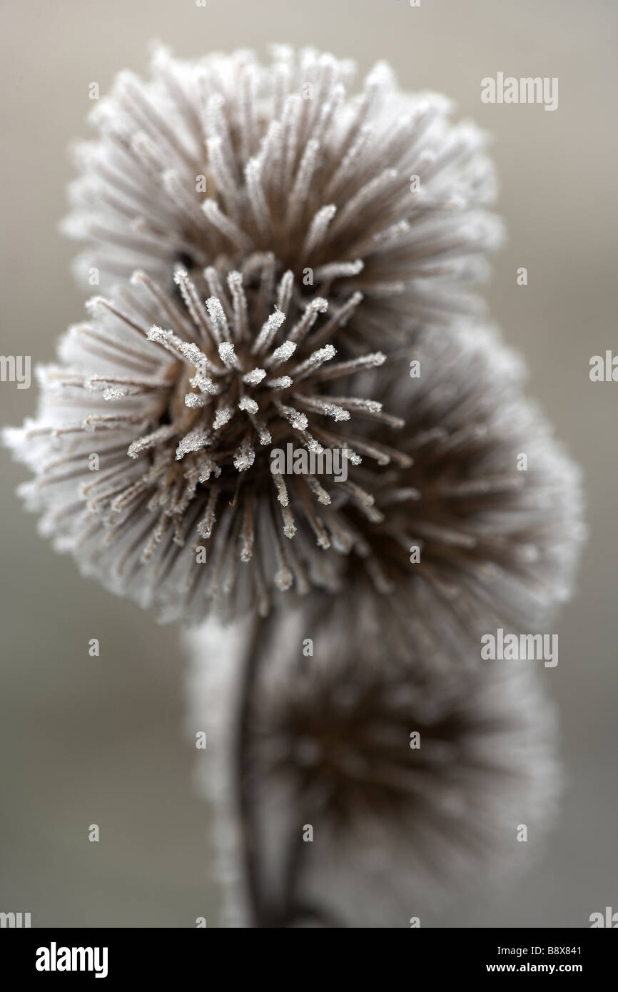 Burr plant hi-res stock photography and images - Alamy