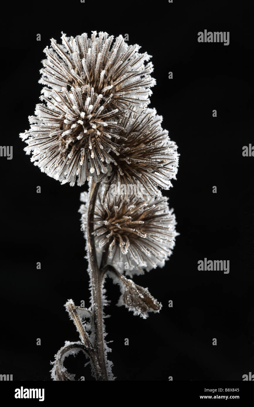 Burr plant hi-res stock photography and images - Alamy