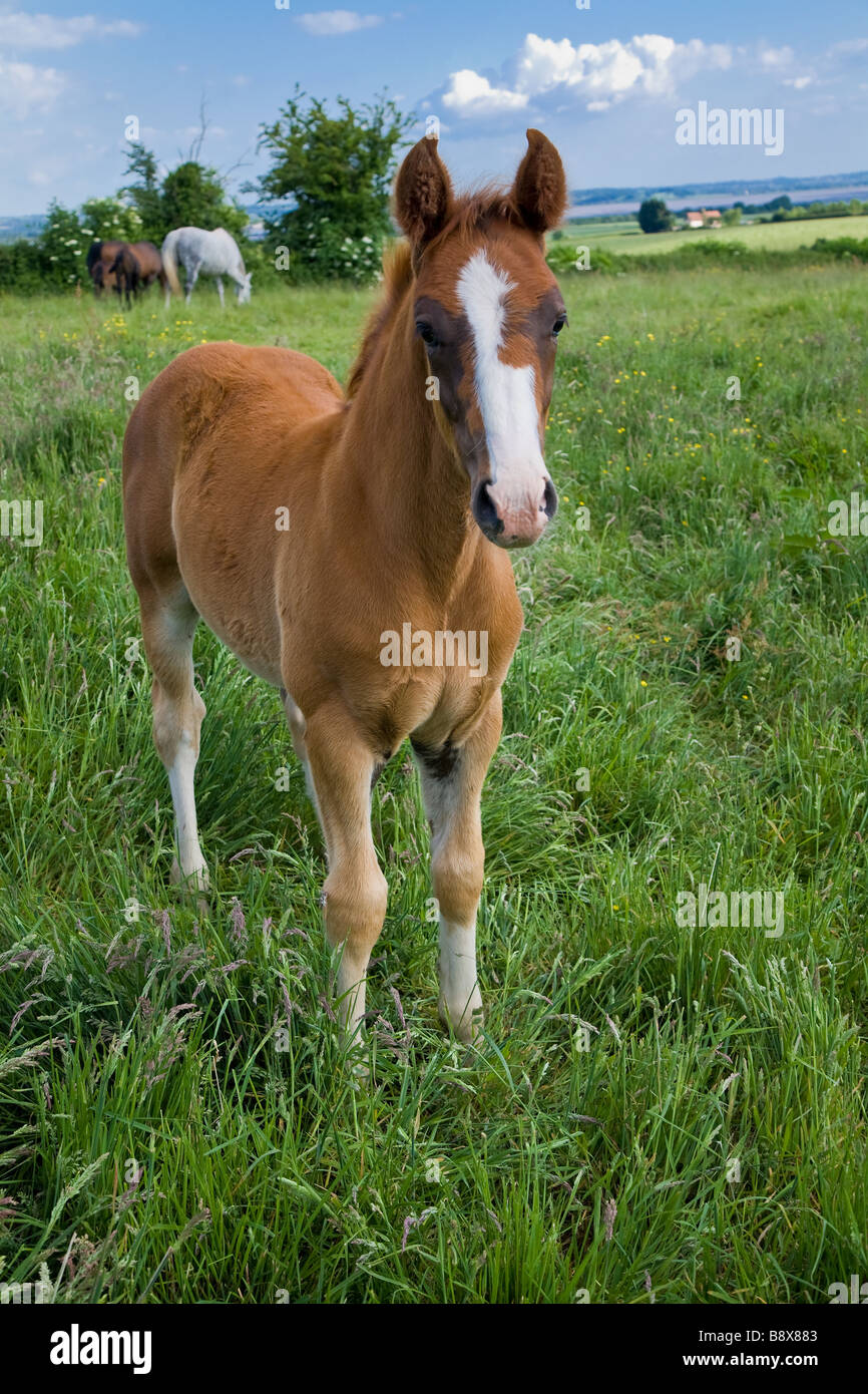 FOAL IN FIELD LOOKING AT CAMERA IN FIELD, ENGLAND Stock Photo - Alamy