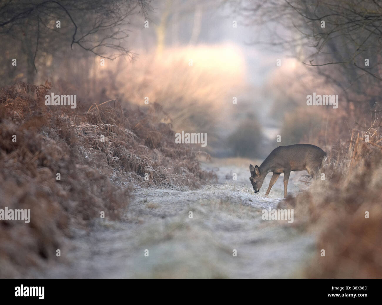 Roe deer Capreolus capreolus in clearing Crowle Moor Humberhead ...