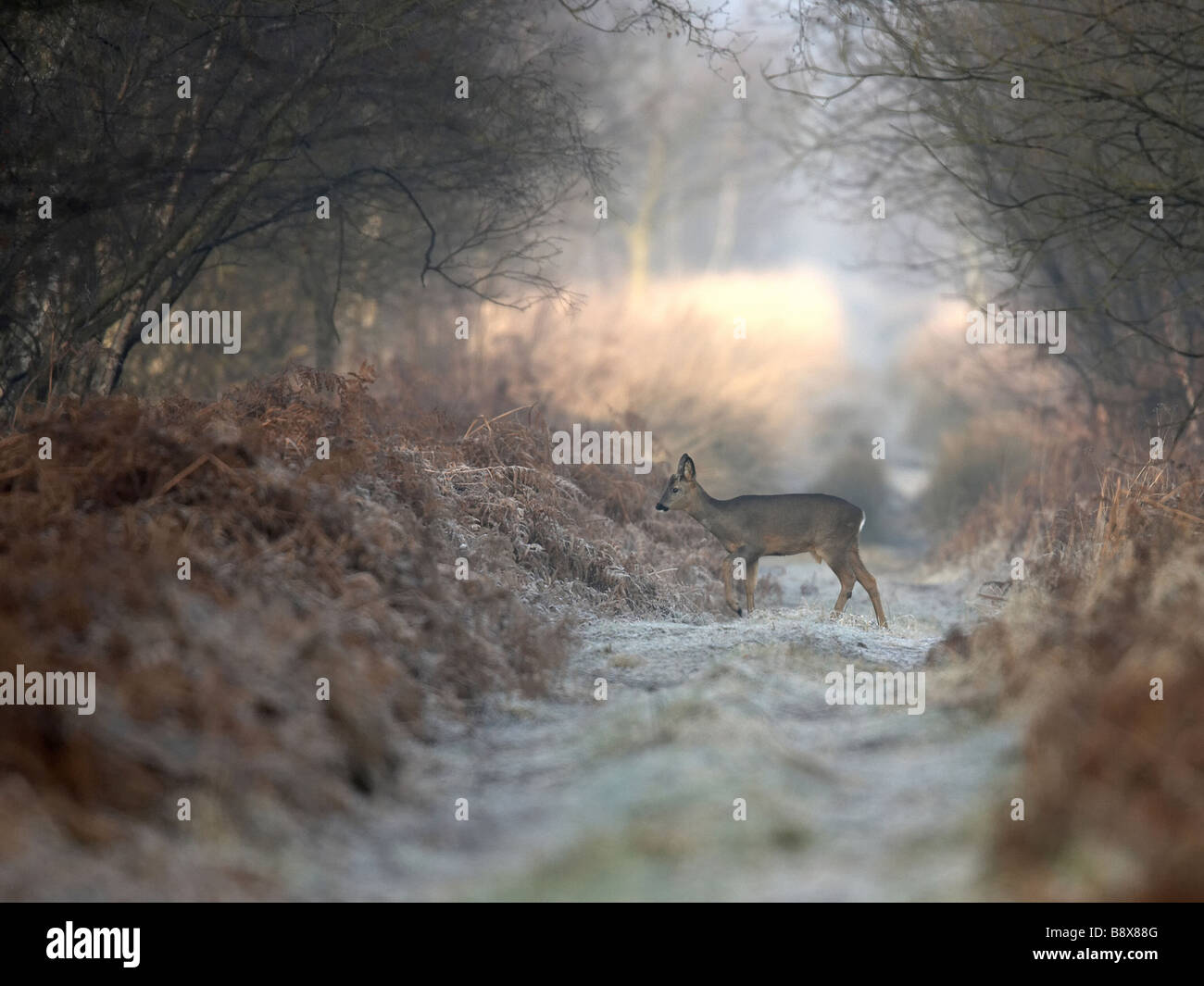 Roe deer uk hi-res stock photography and images - Alamy