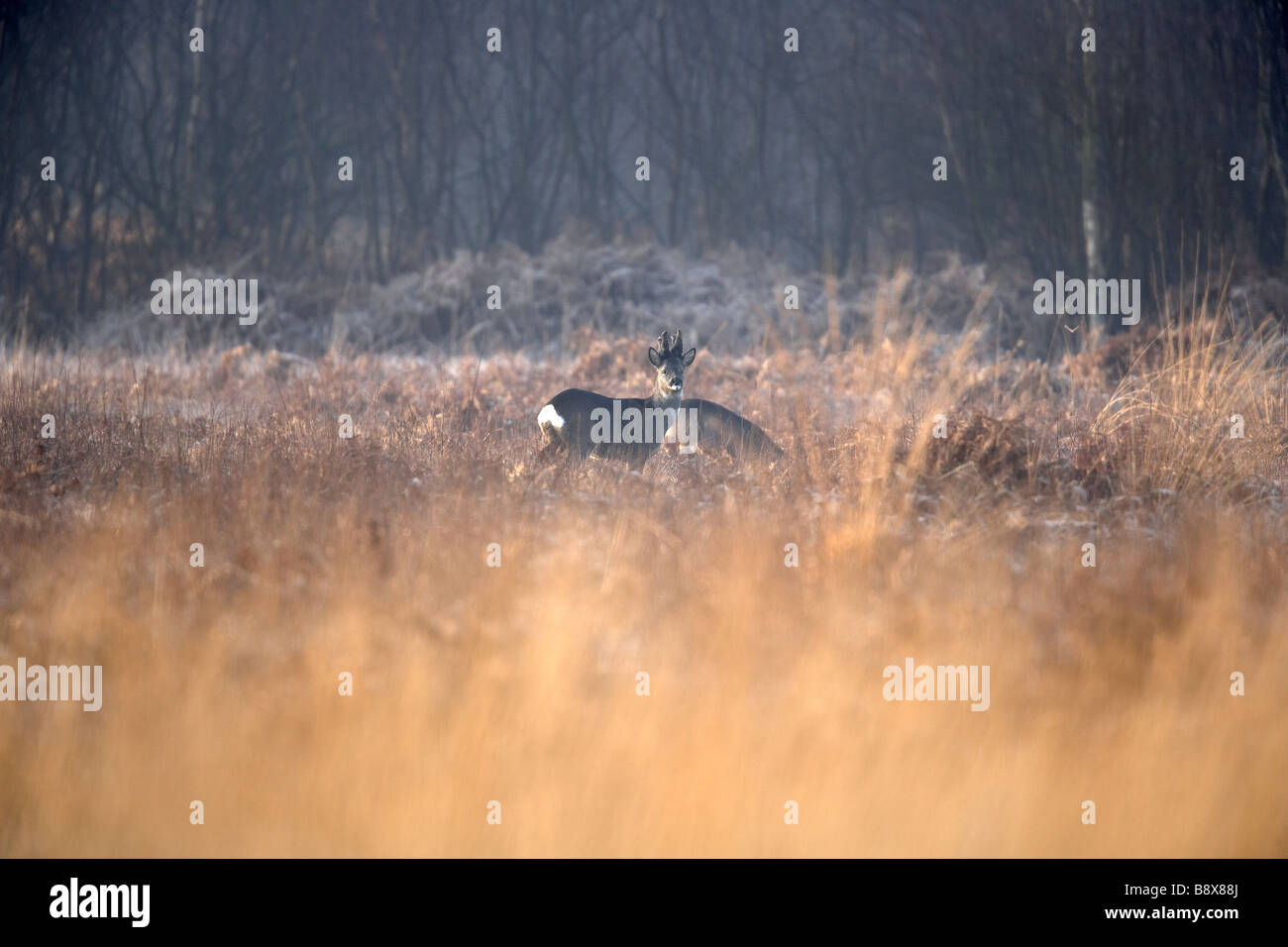 Roe deer Capreolus capreolus in clearing Crowle Moor Humberhead ...
