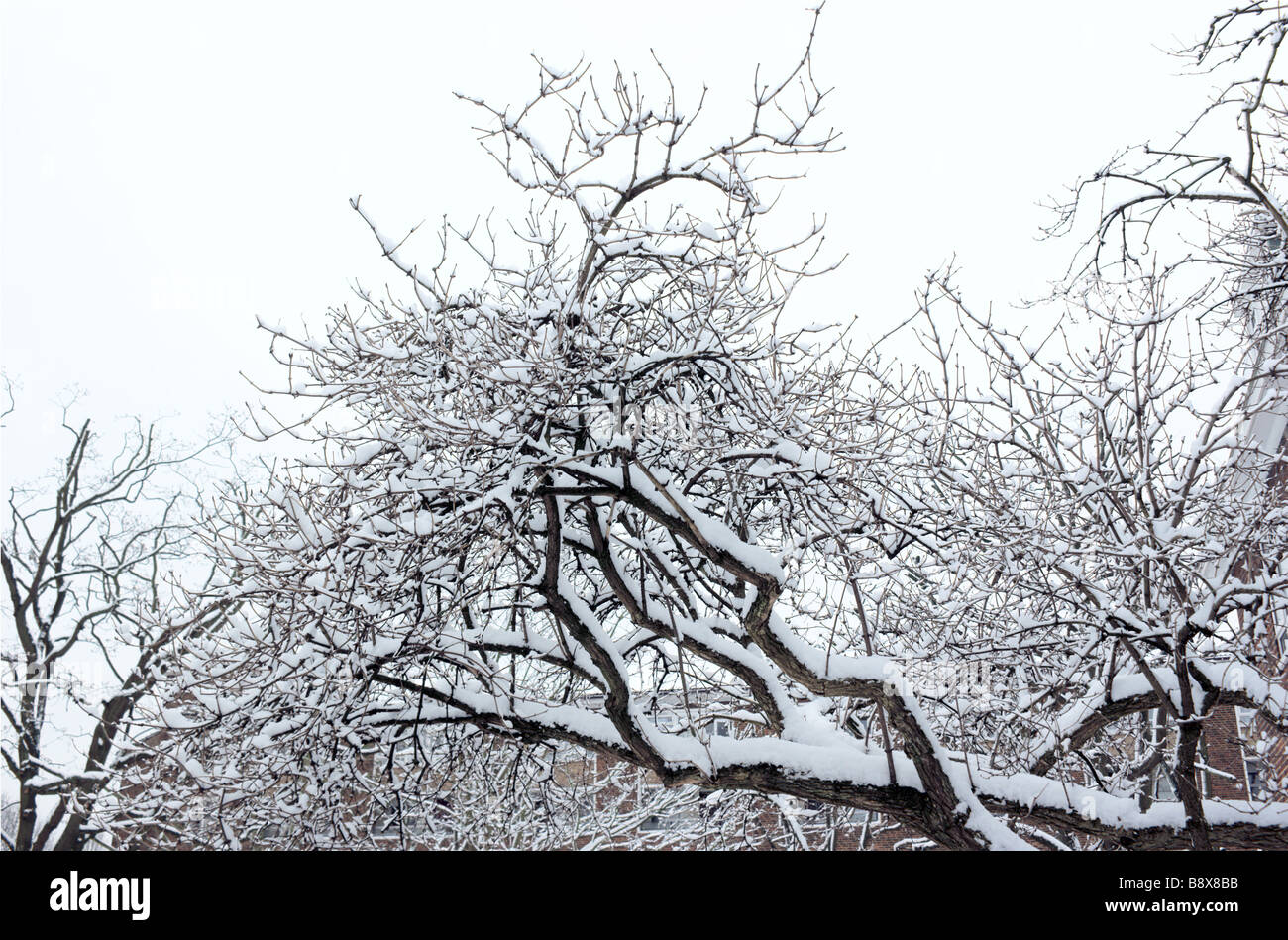 Snow laden branches of a wild cherry tree after/during heavy snowfall ...