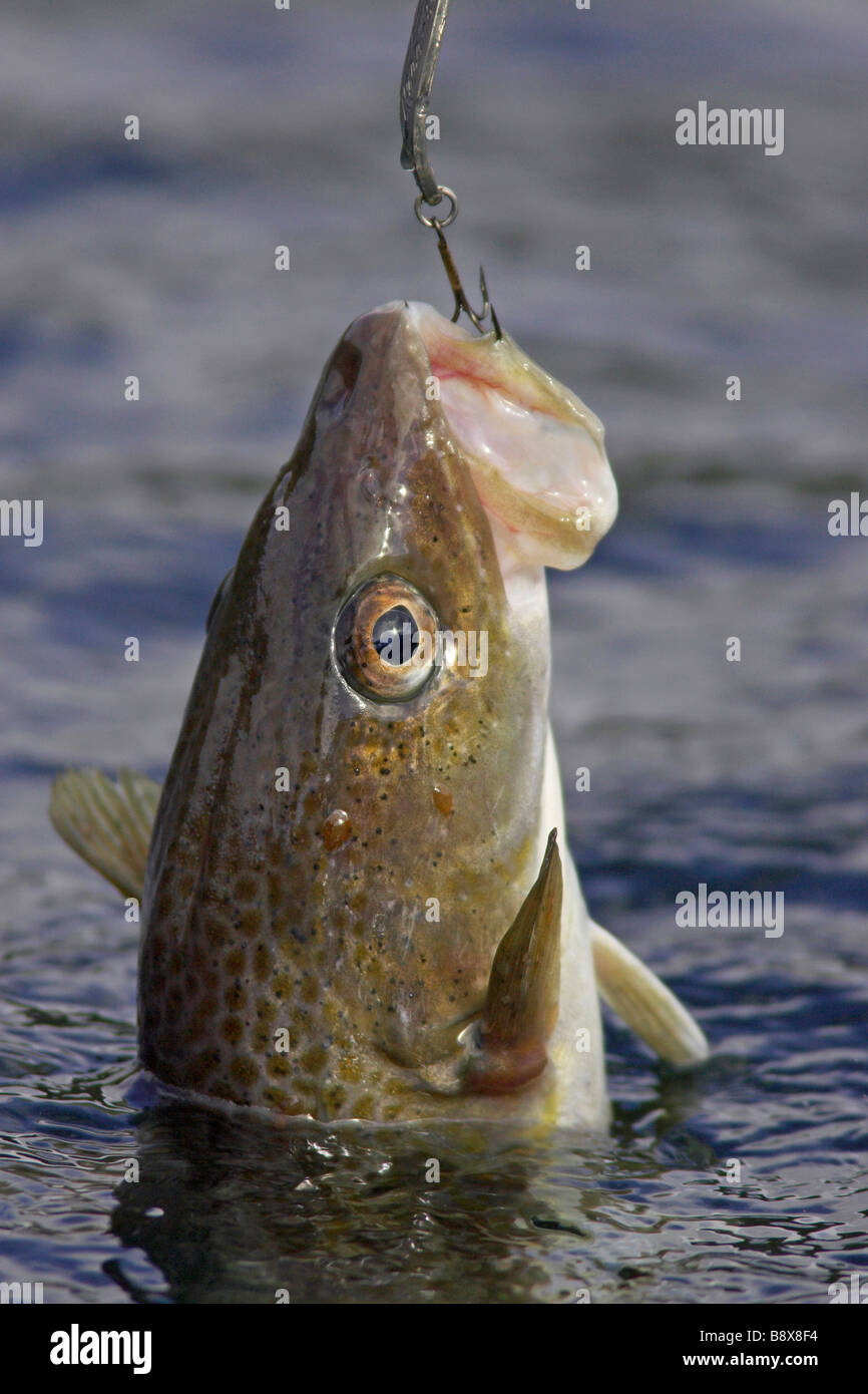 Atlantic Cod (Gadus morhua) hooked on line Stock Photo - Alamy