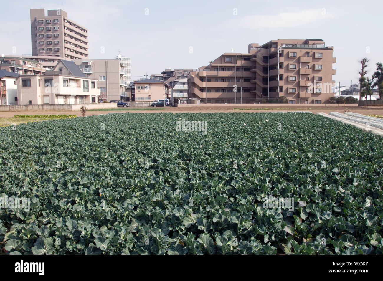 Urban agriculture in Chofu-shi, Tokyo, Japan Stock Photo - Alamy