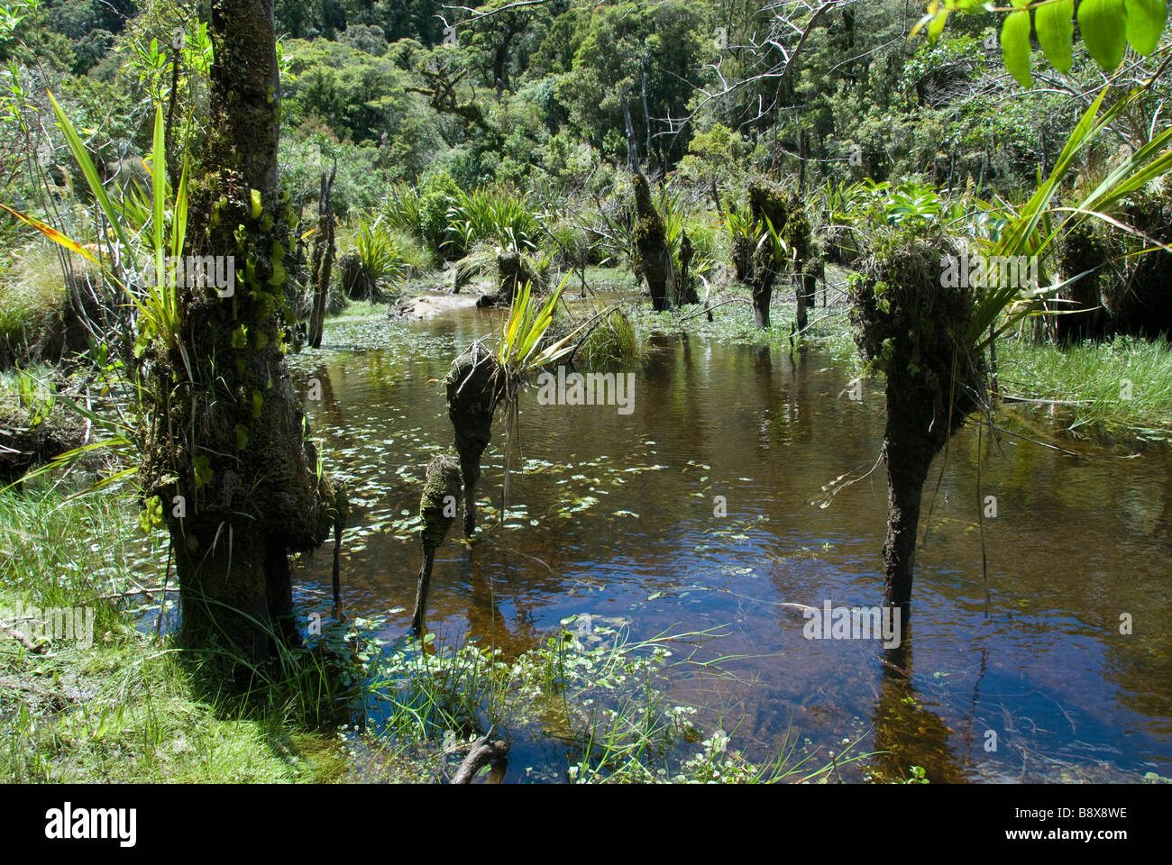 Swamp in rain forest, Jacksons Bay, South Westland, South Island, New ...