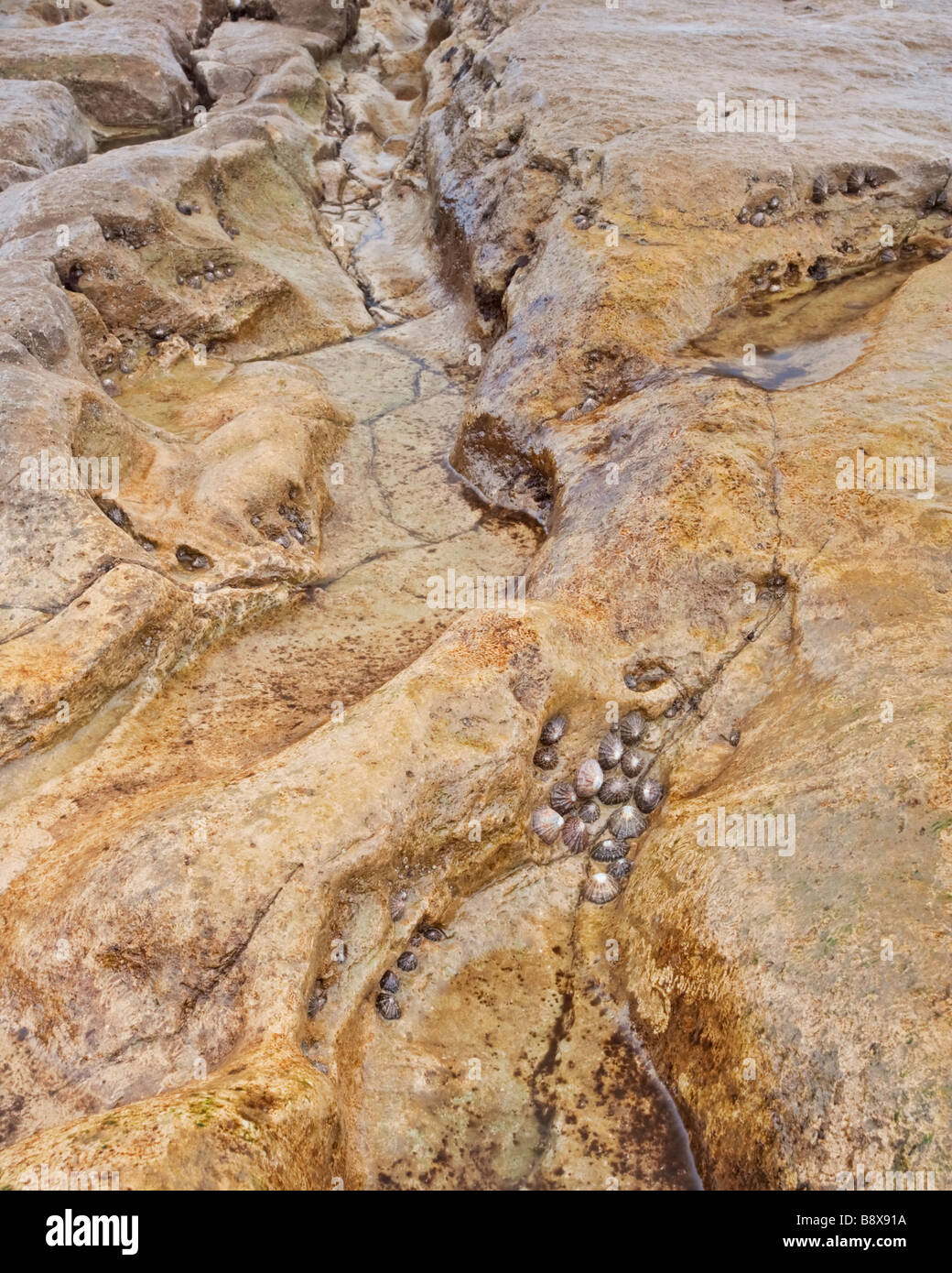 Creature limestone hi-res stock photography and images - Alamy