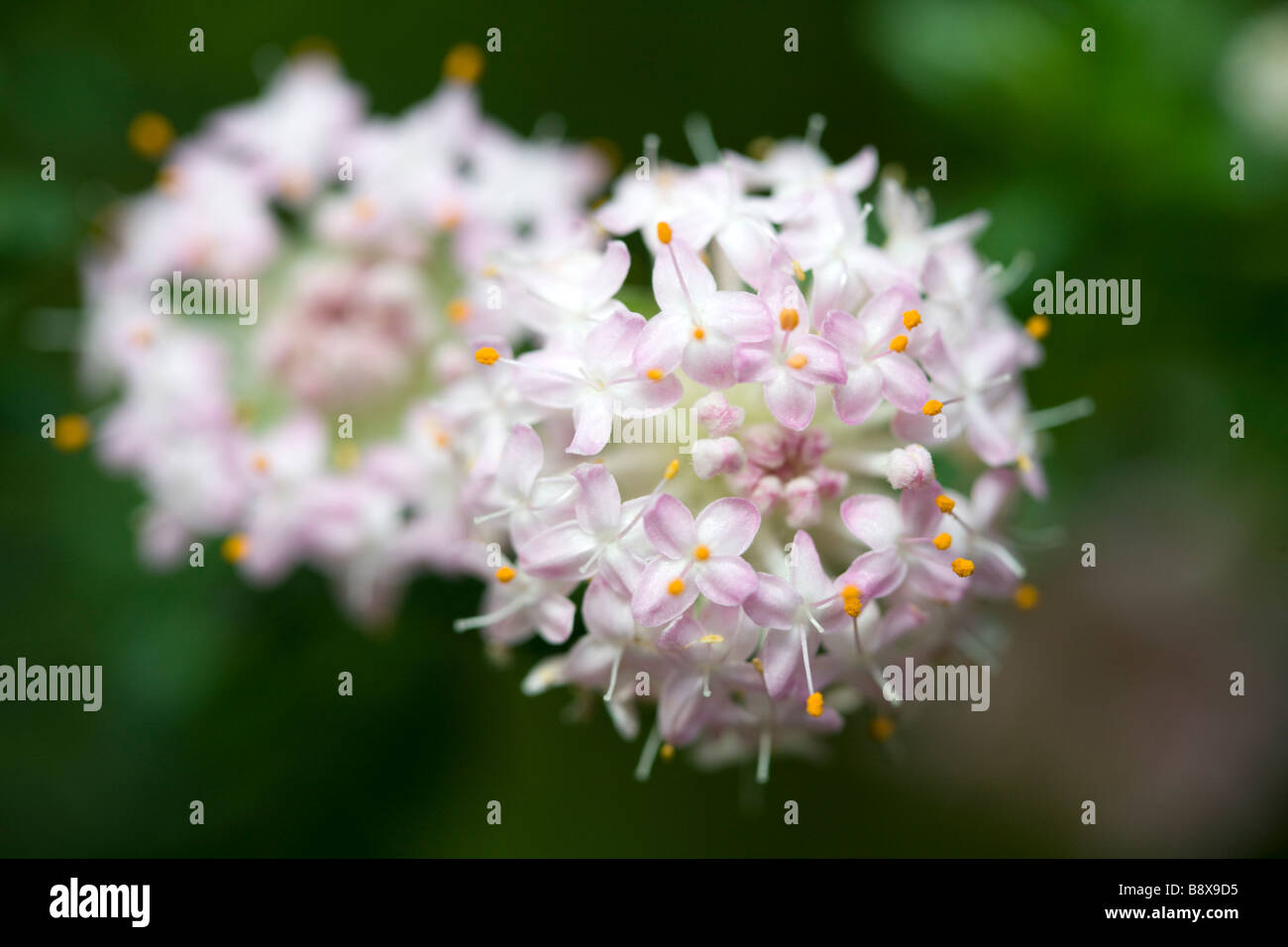 Pimelea hi-res stock photography and images - Alamy
