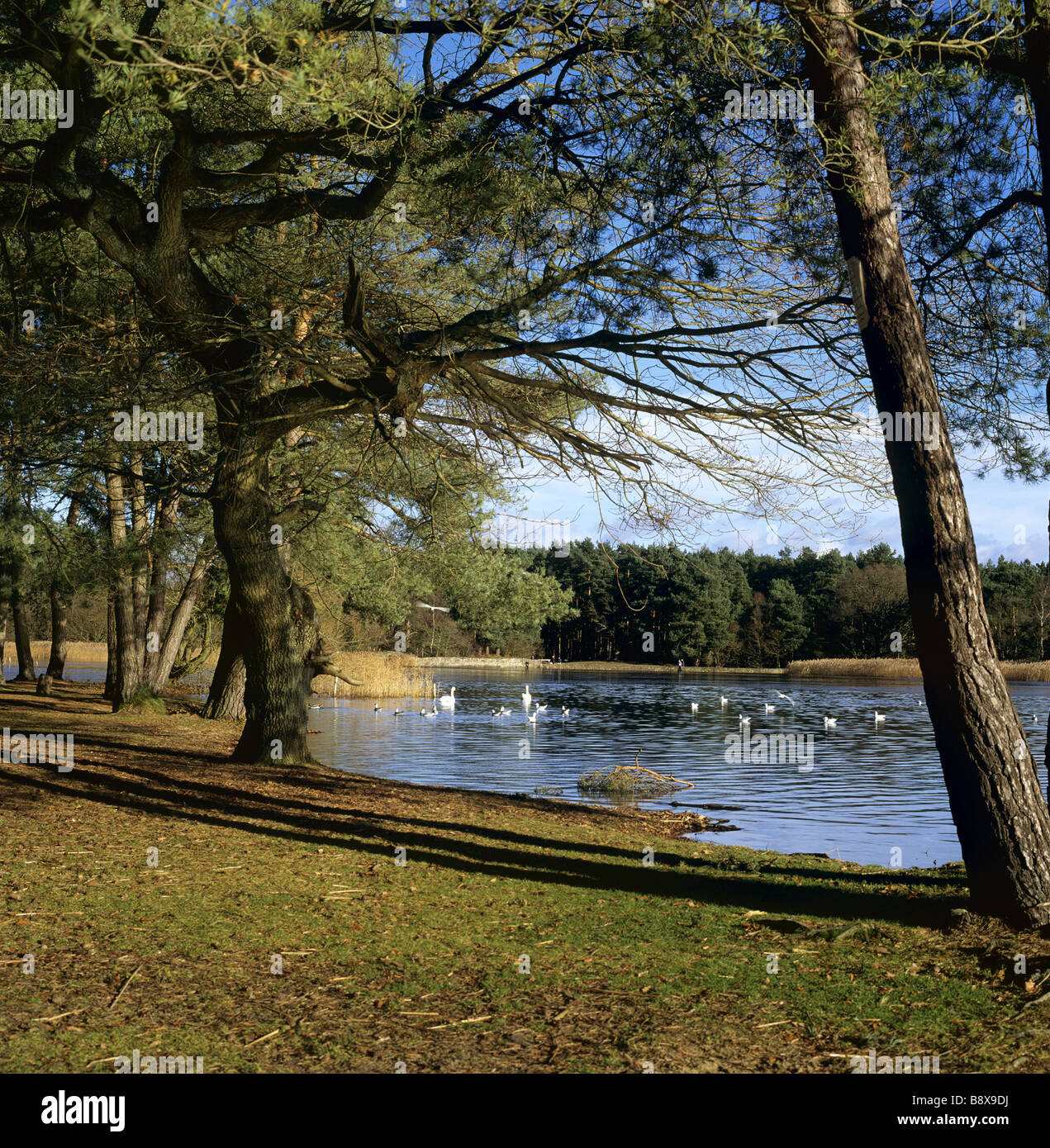Frensham common hi-res stock photography and images - Alamy
