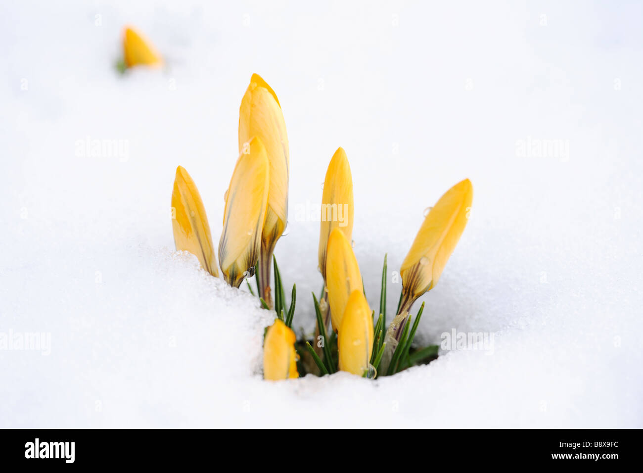 Naturalised crocus hi-res stock photography and images - Alamy