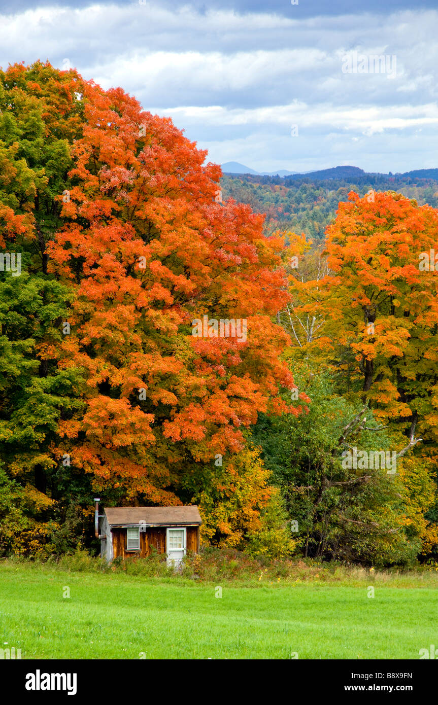 Fall foliage pasture with maple trees and a sugar shack in rural ...