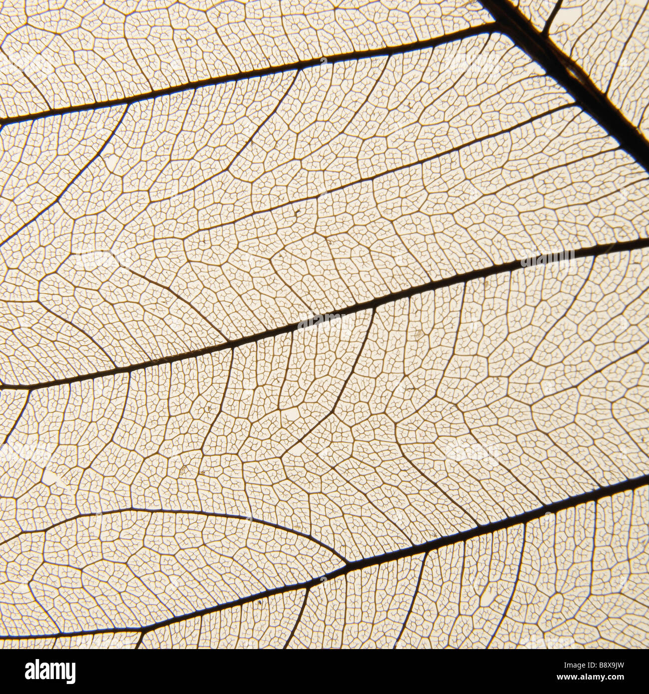 A macro detailed image of a leaf Stock Photo - Alamy