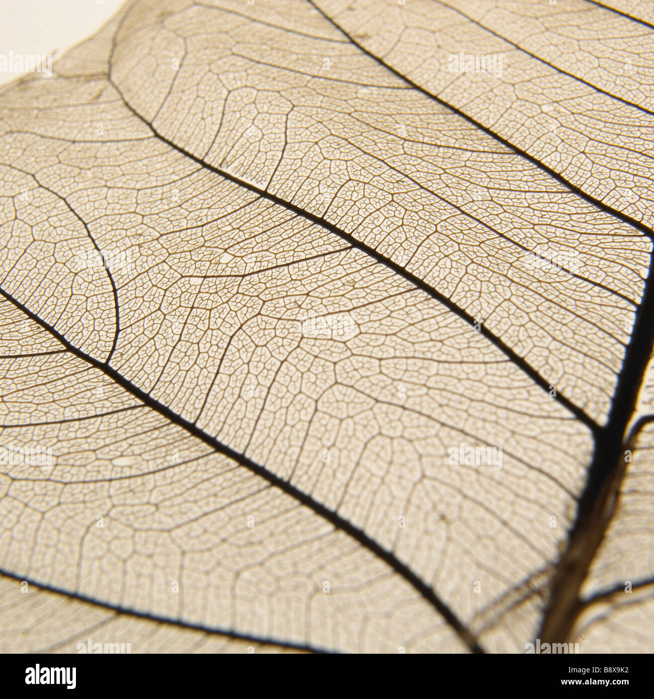 A macro detailed image of a leaf Stock Photo - Alamy