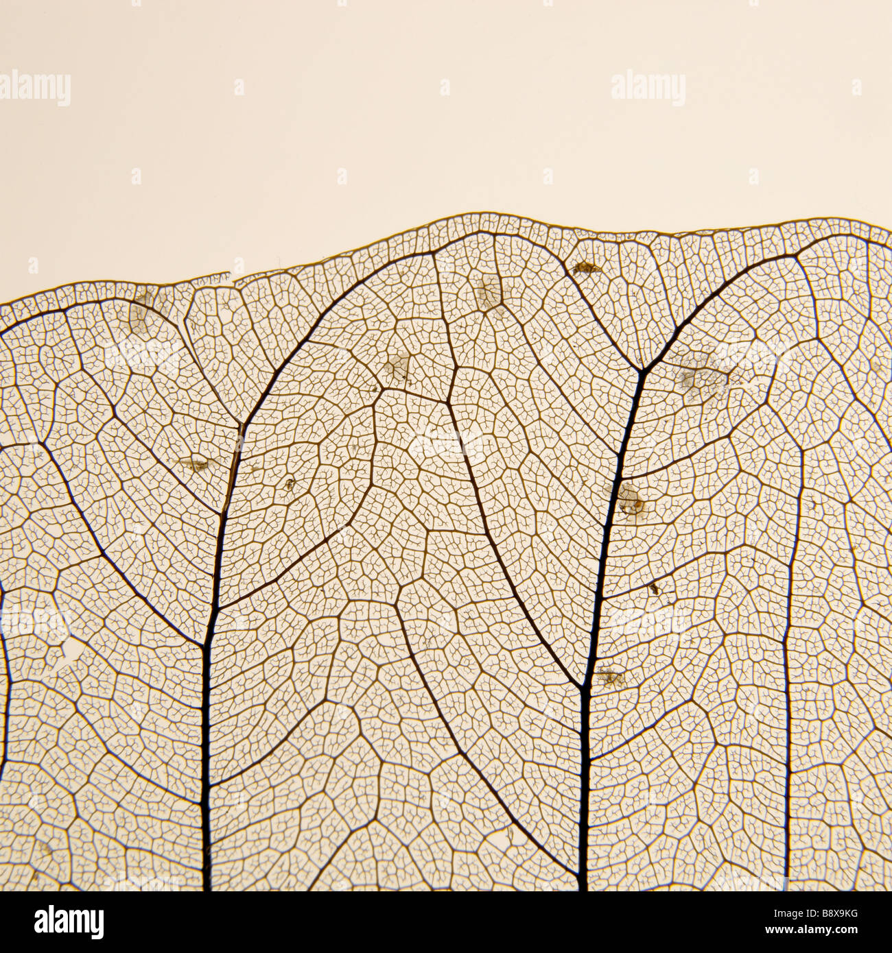 A macro detailed image of a leaf Stock Photo - Alamy