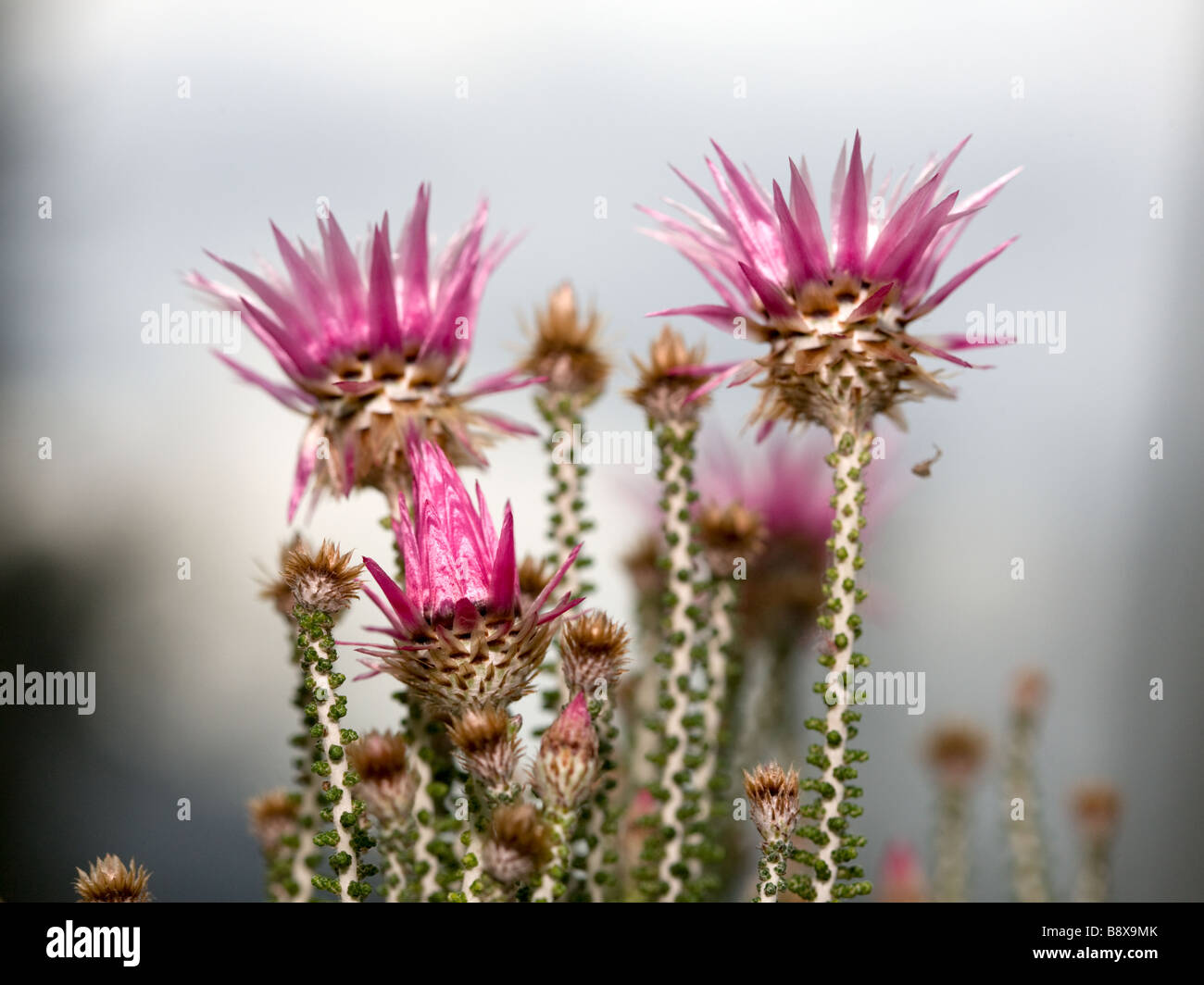 Cape Everlasting flower (Phaenocoma prolifera Stock Photo - Alamy