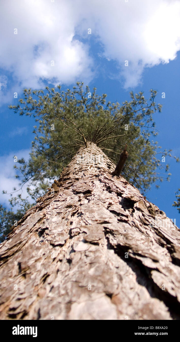 Managed tree planting hi-res stock photography and images - Alamy