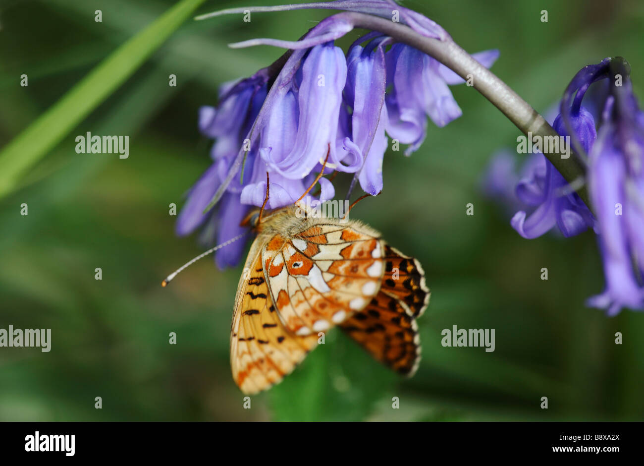 Pearl bordered fritillary (Boloria euphrosyne) priority species on ...