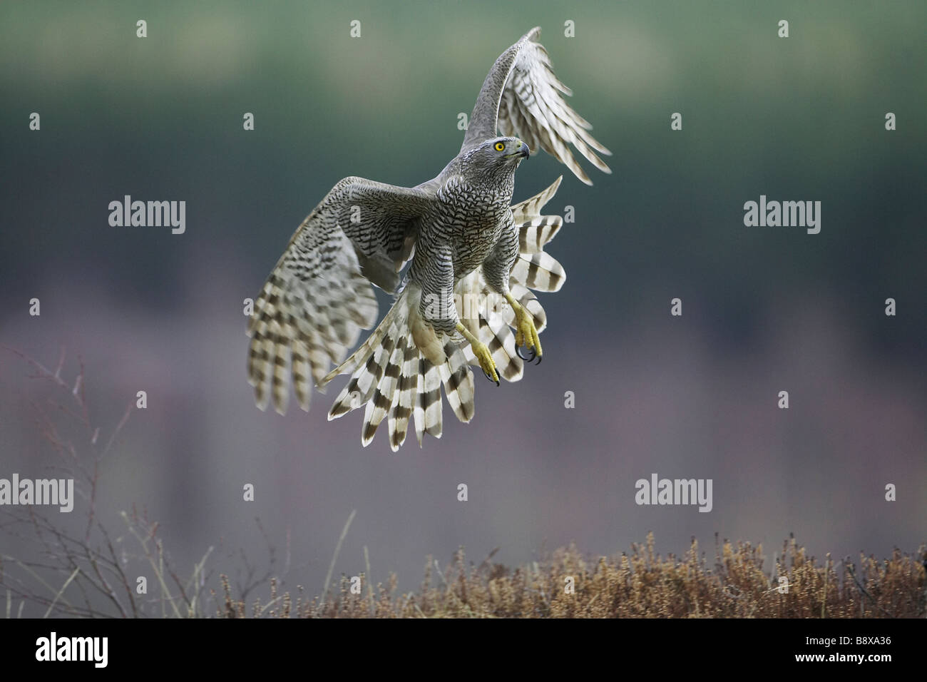 Flying adult goshawk hi-res stock photography and images - Alamy