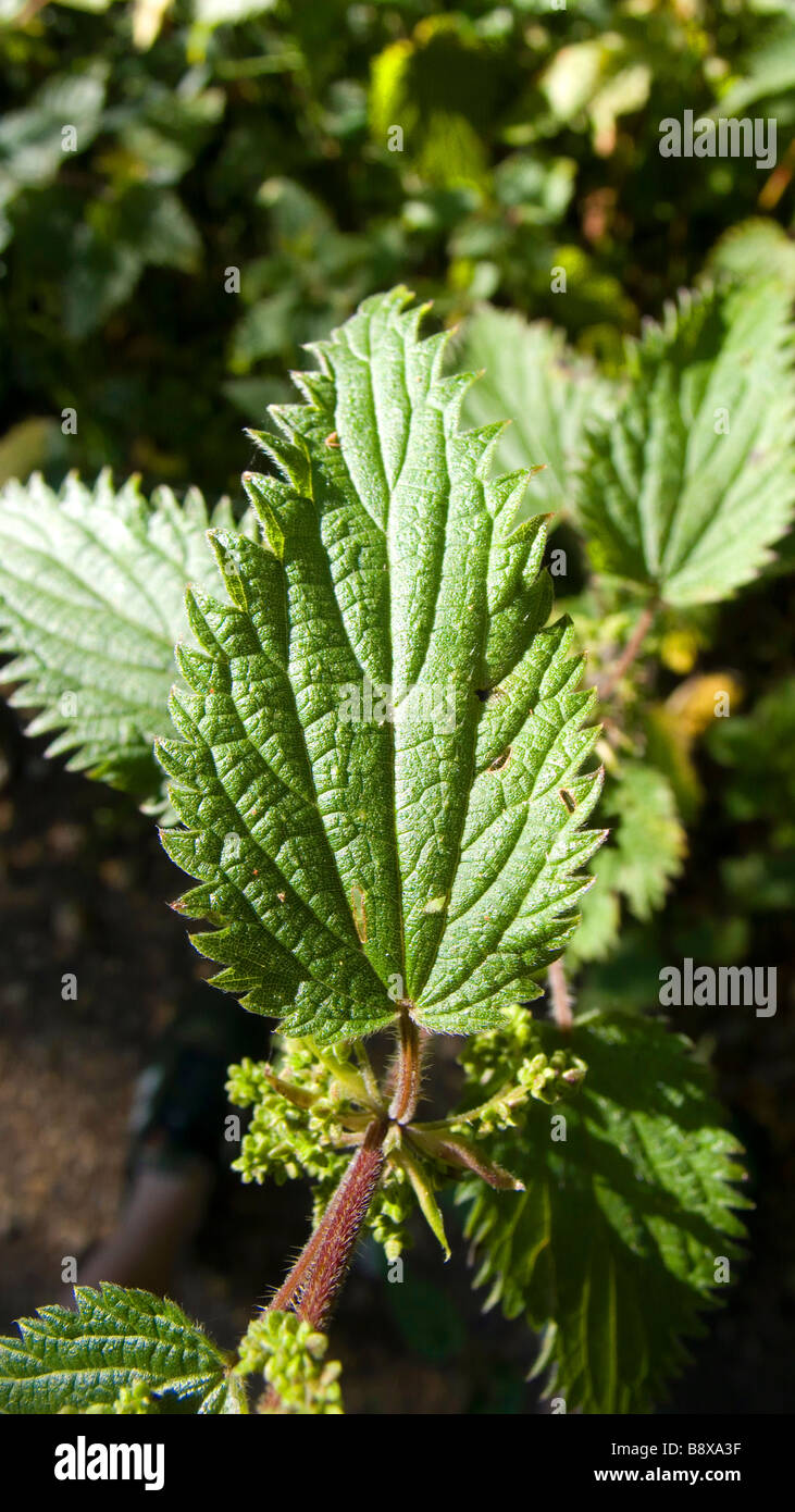 Stinging spine hi-res stock photography and images - Alamy