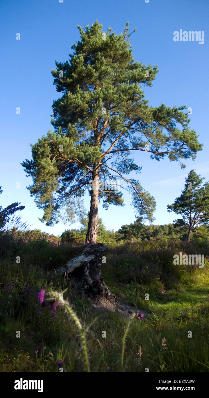 Home large open fire hi-res stock photography and images - Alamy