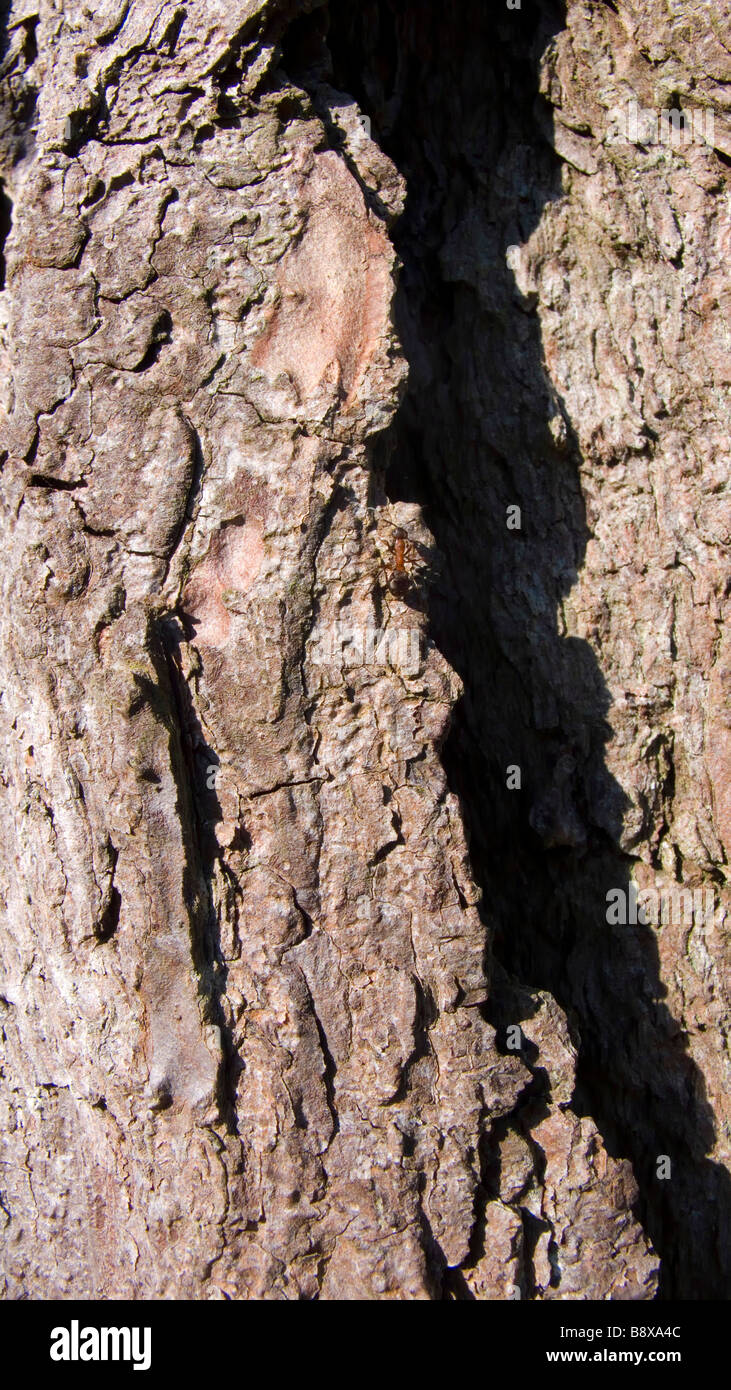 Ants on a path hi-res stock photography and images - Alamy