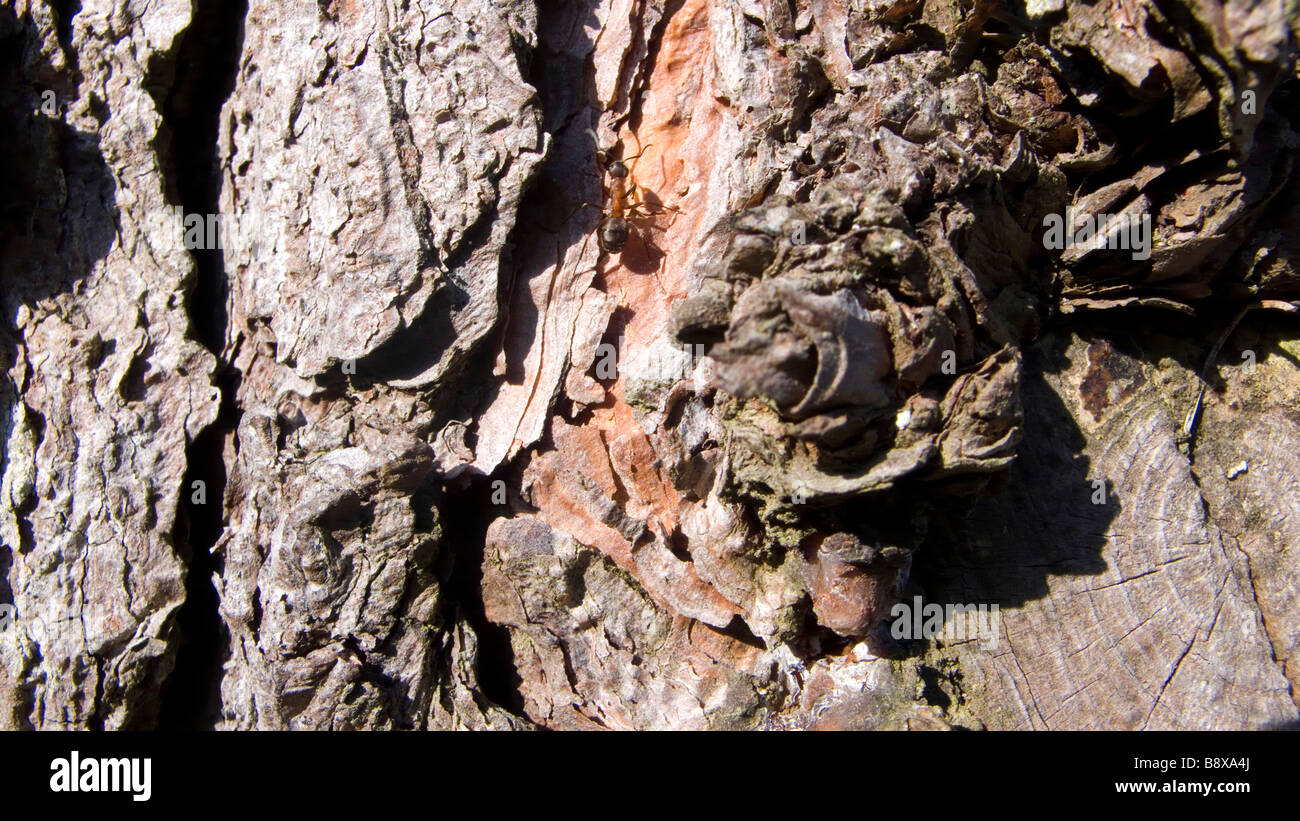 ants on the bark of a tall pine tree in open british heathland Stock ...