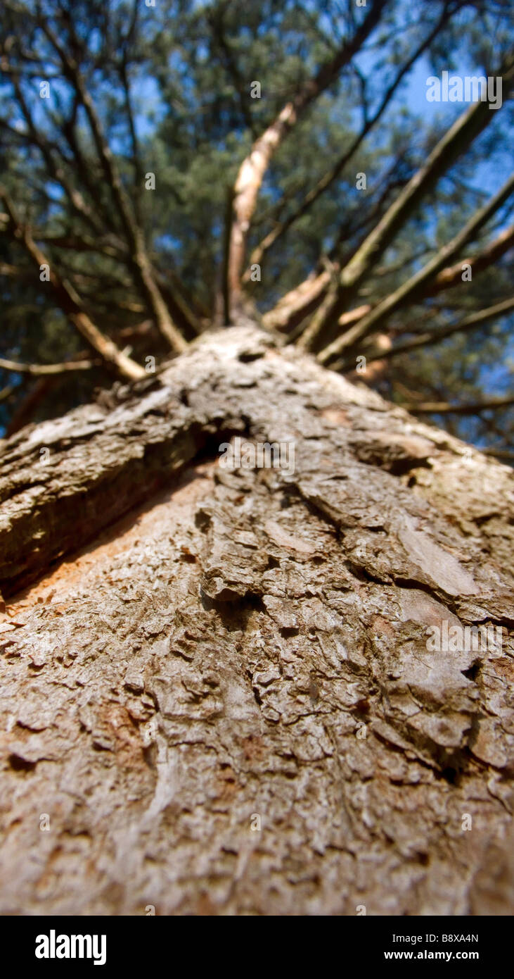 ants on the bark of a tall pine tree in open british heathland Stock ...