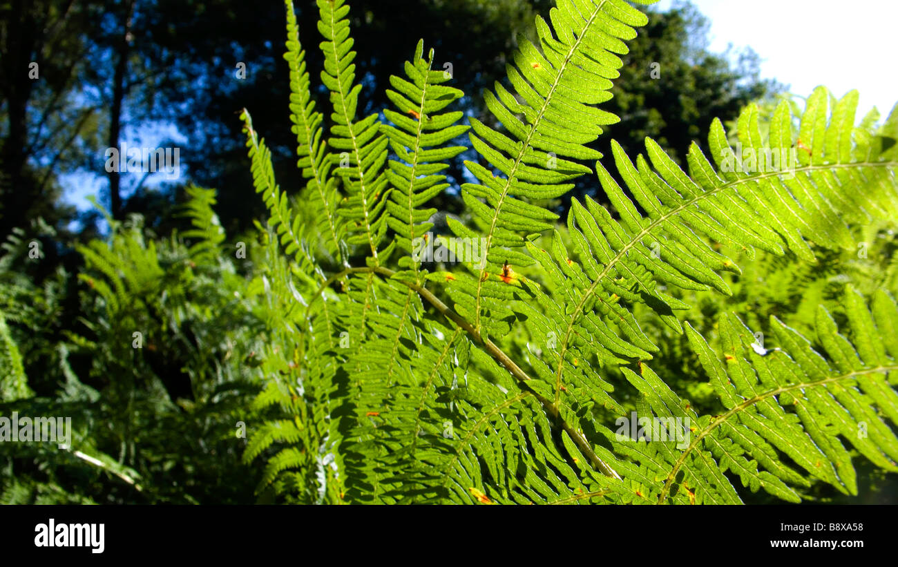 Common fern grass hi-res stock photography and images - Alamy