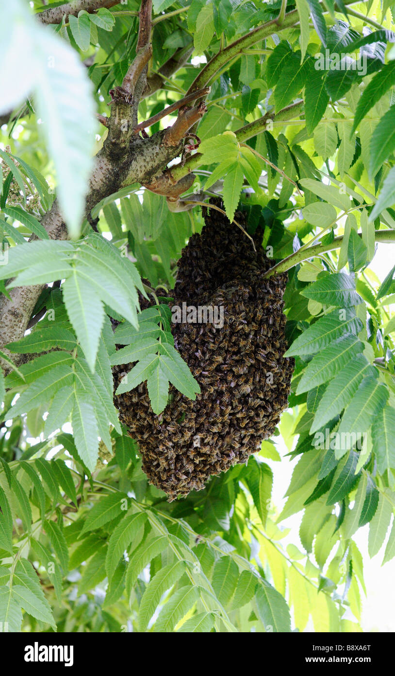 British garden insects hi-res stock photography and images - Alamy