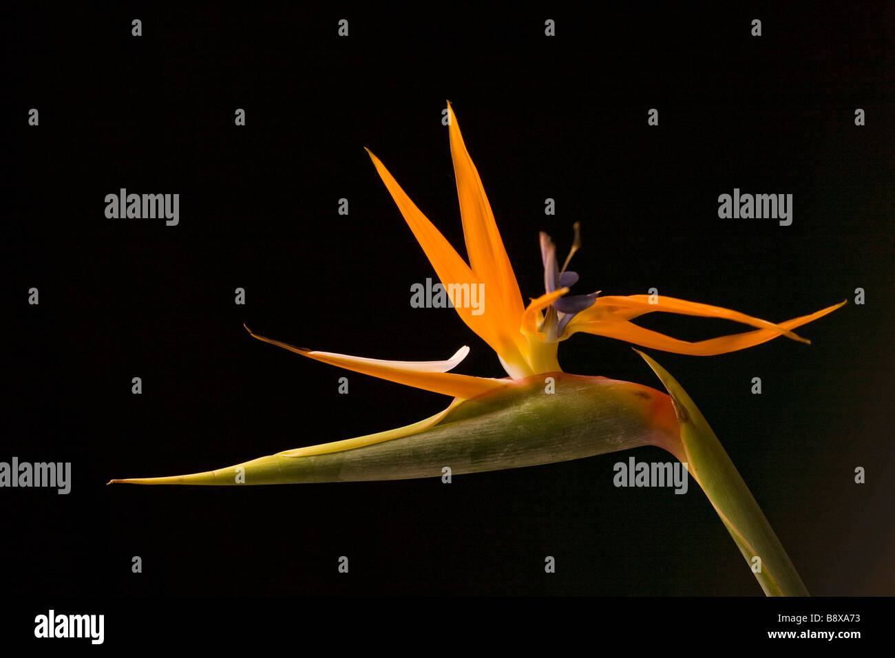 exotic orange spiky flower with green stalk Stock Photo - Alamy