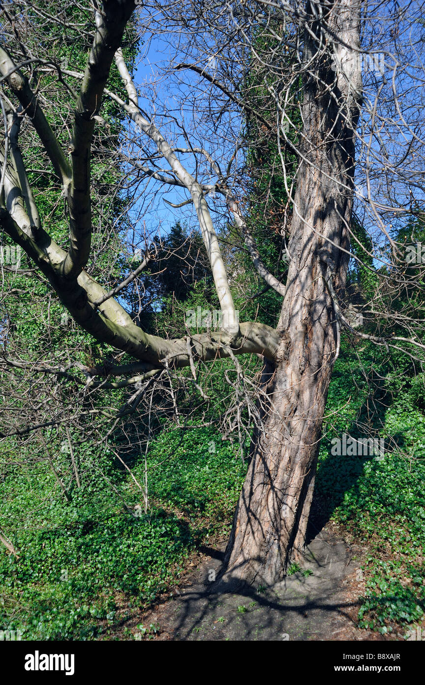 A bare tree Stock Photo - Alamy