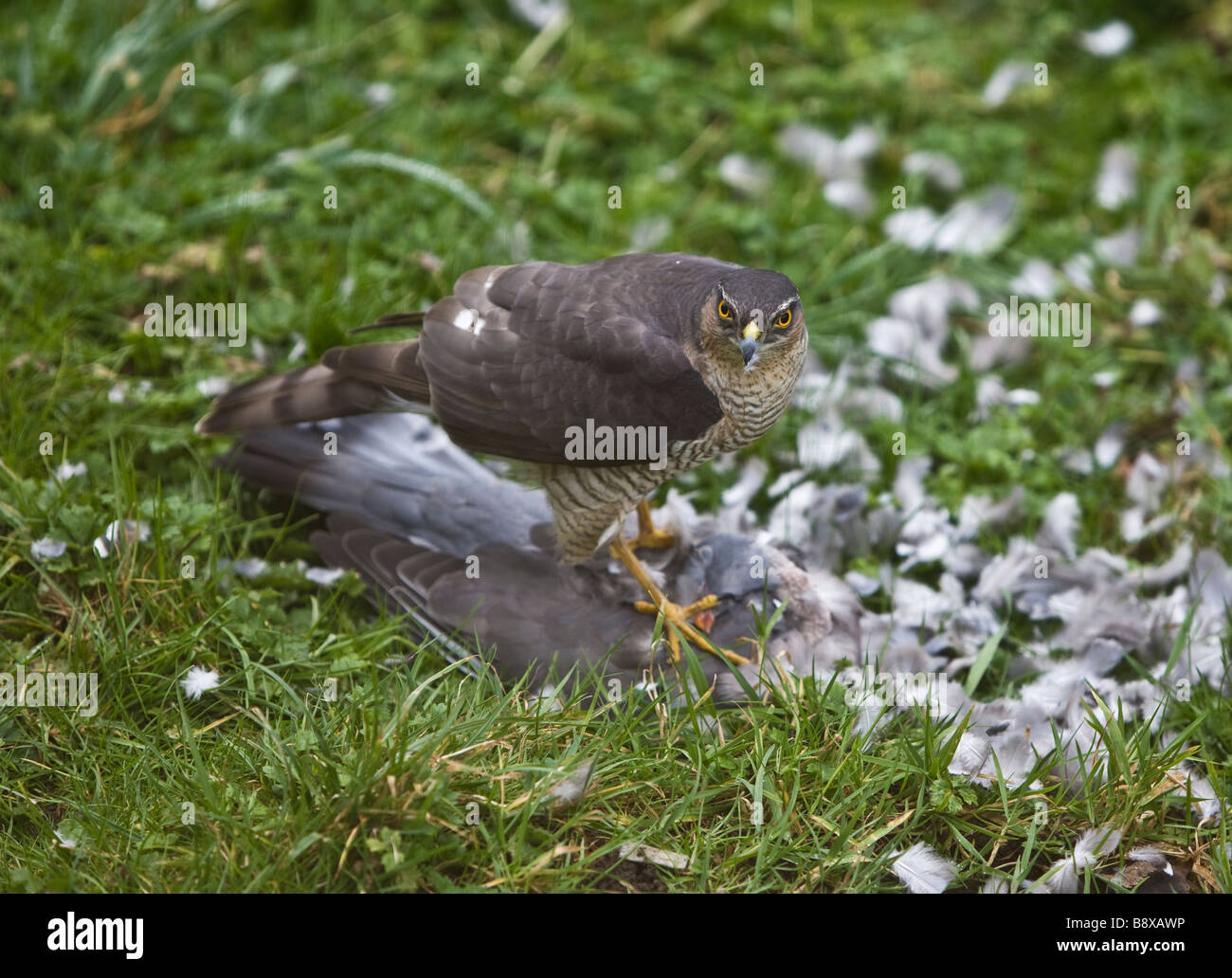 Adult female sparrowhawk feeding on hi-res stock photography and images ...