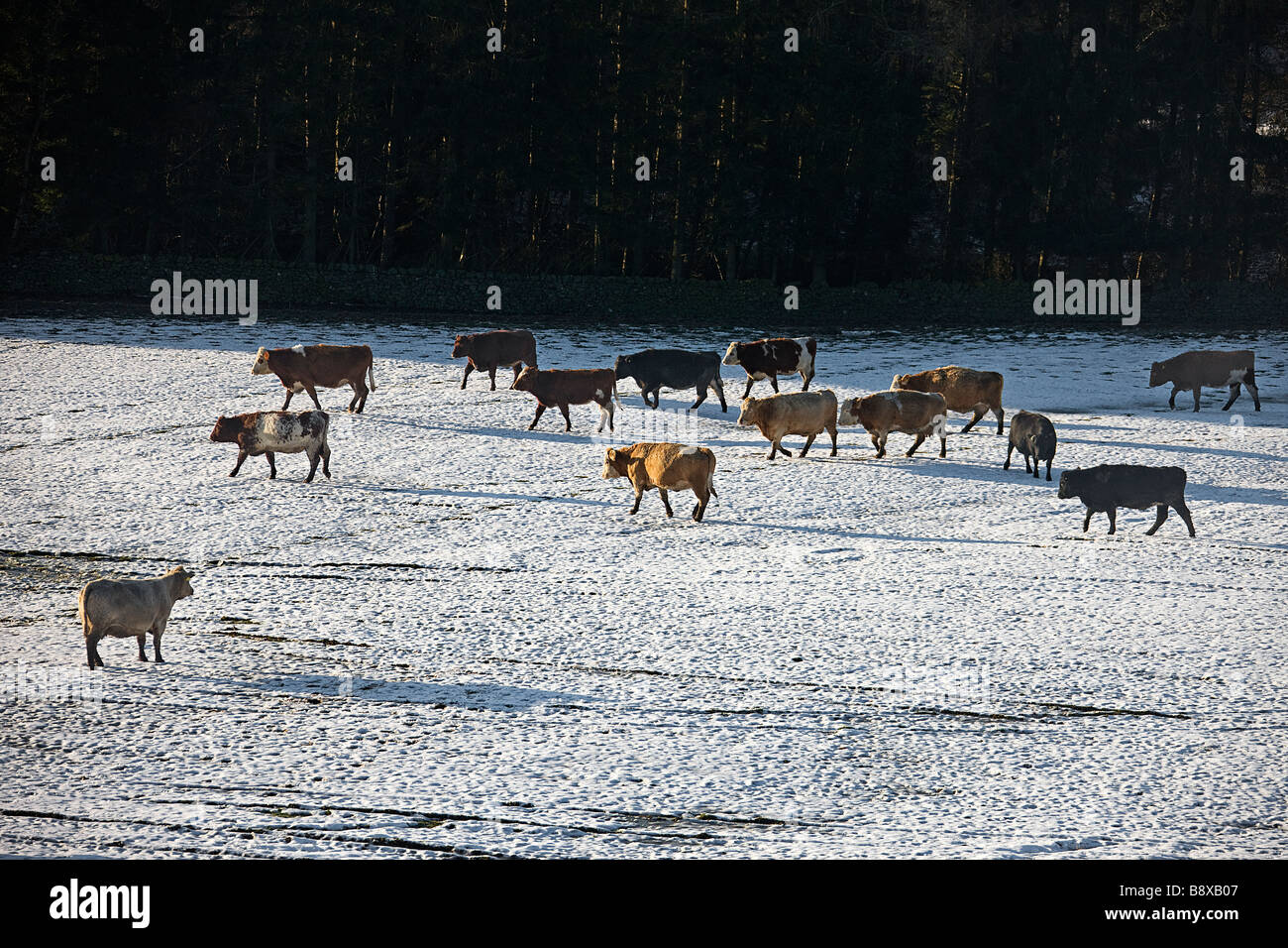 In the scottish borders hi-res stock photography and images - Alamy