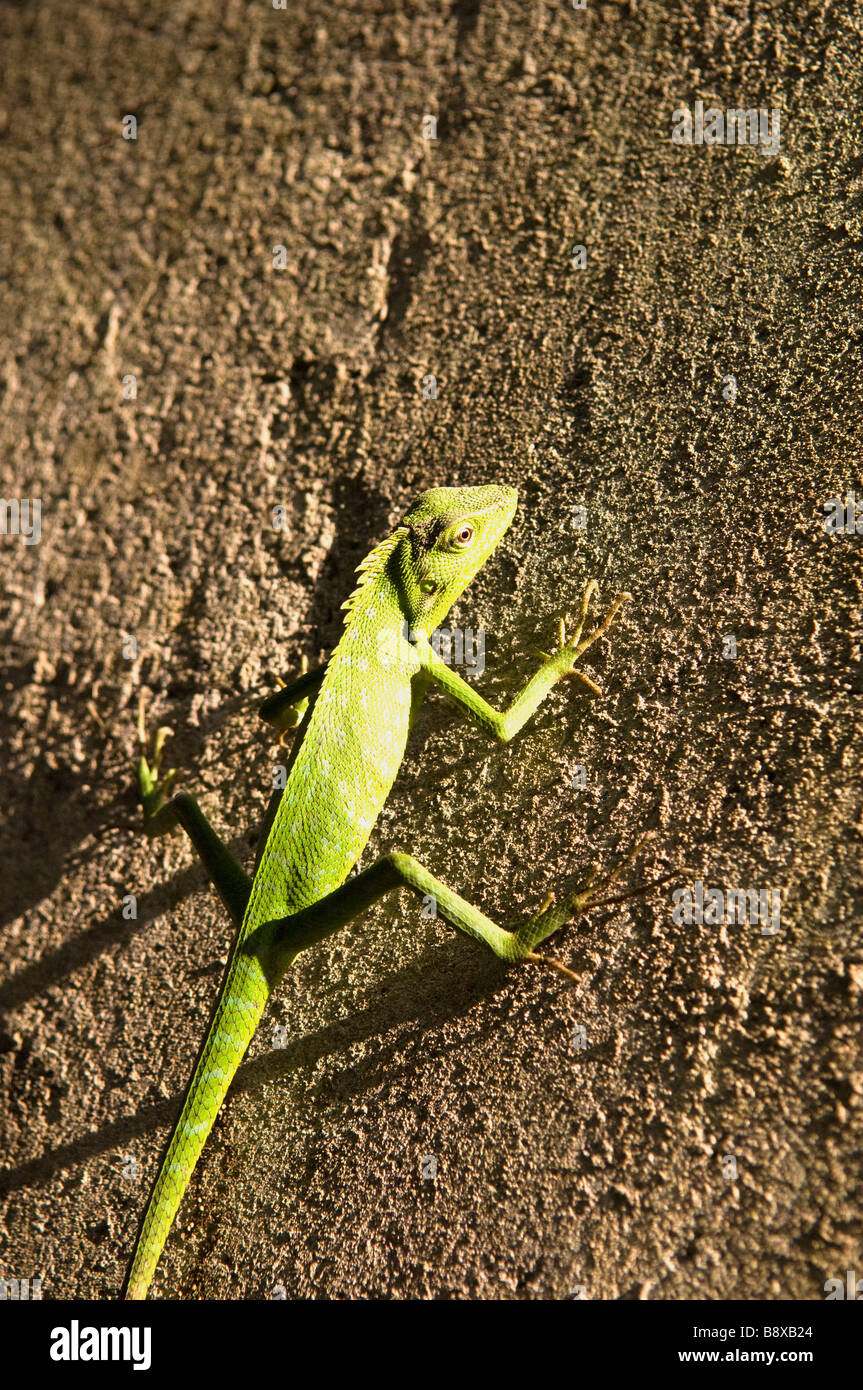 Asian chameleon hi-res stock photography and images - Alamy