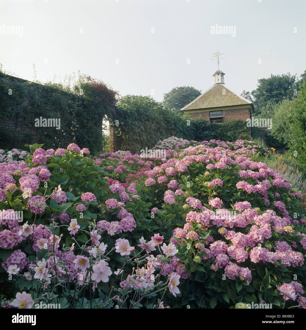 Hydrangeas in english country garden hi-res stock photography and ...