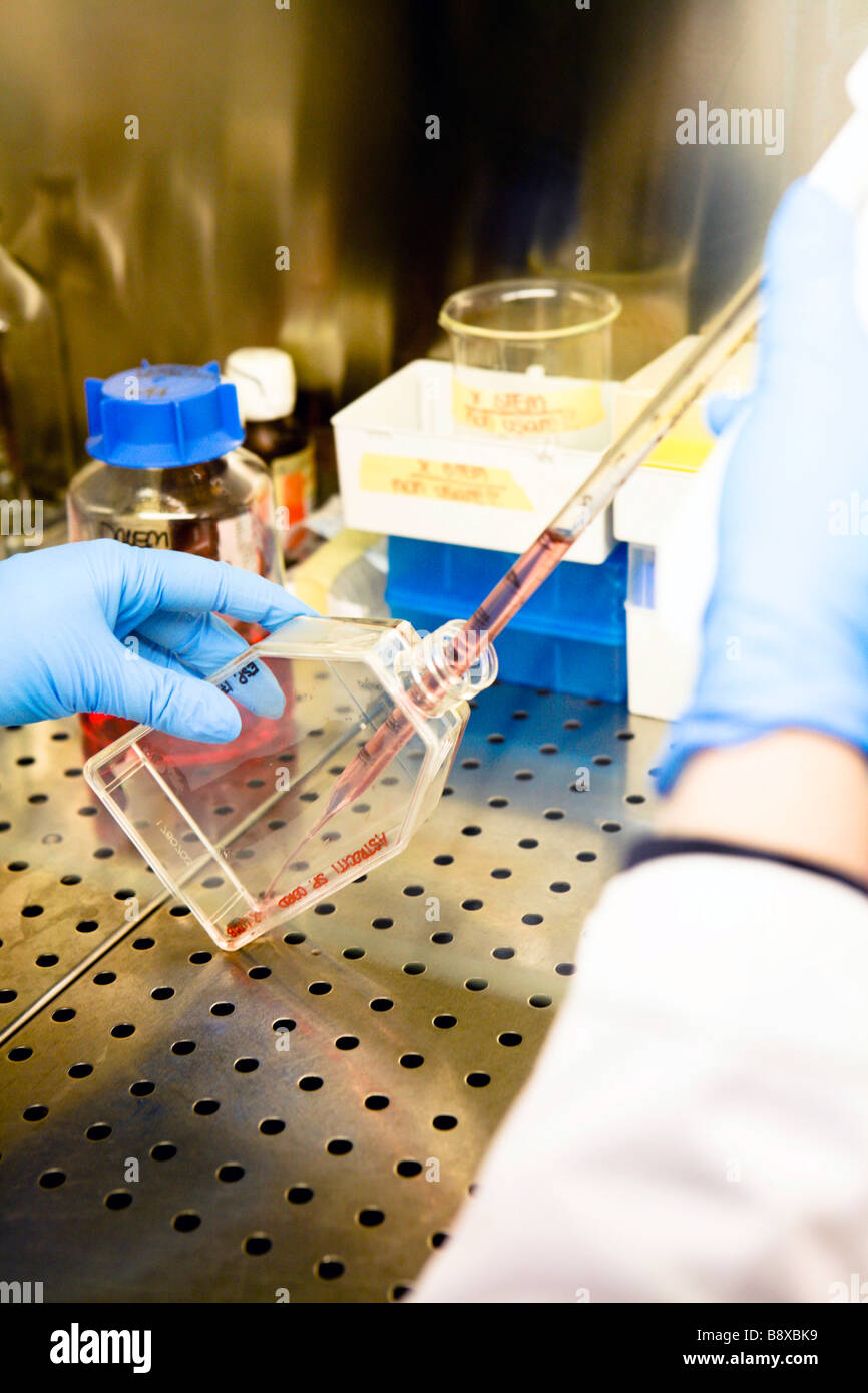 cell culture under sterile hood, istituto di ricerche farmacologiche ...