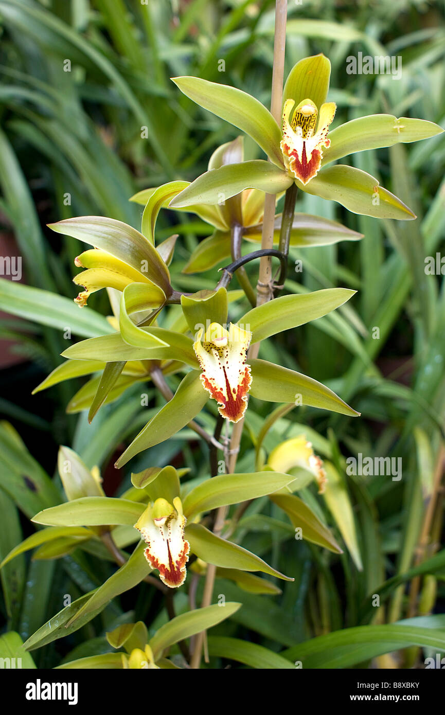 Cymbidium orchidaceae hi-res stock photography and images - Alamy