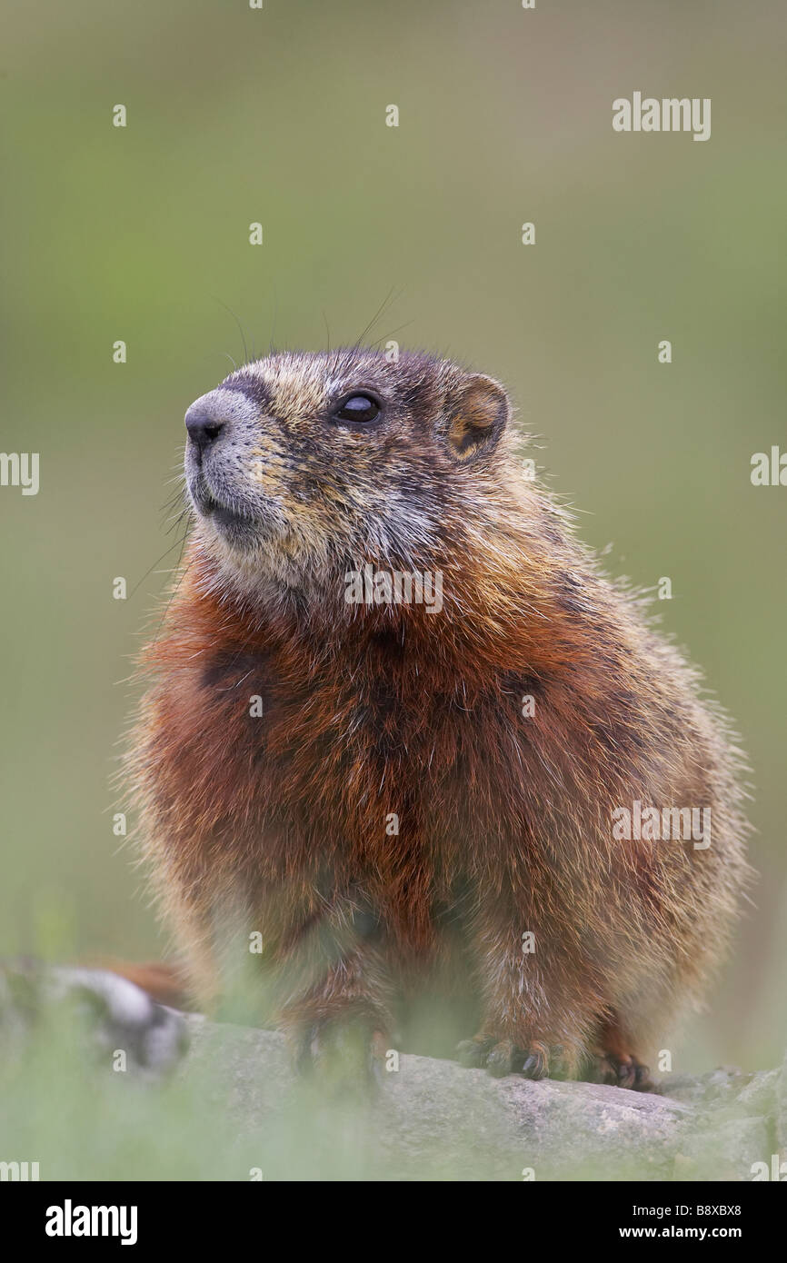 Yellow-bellied Marmot, Rock Chuck (Marmota flaviventris), portrait of ...