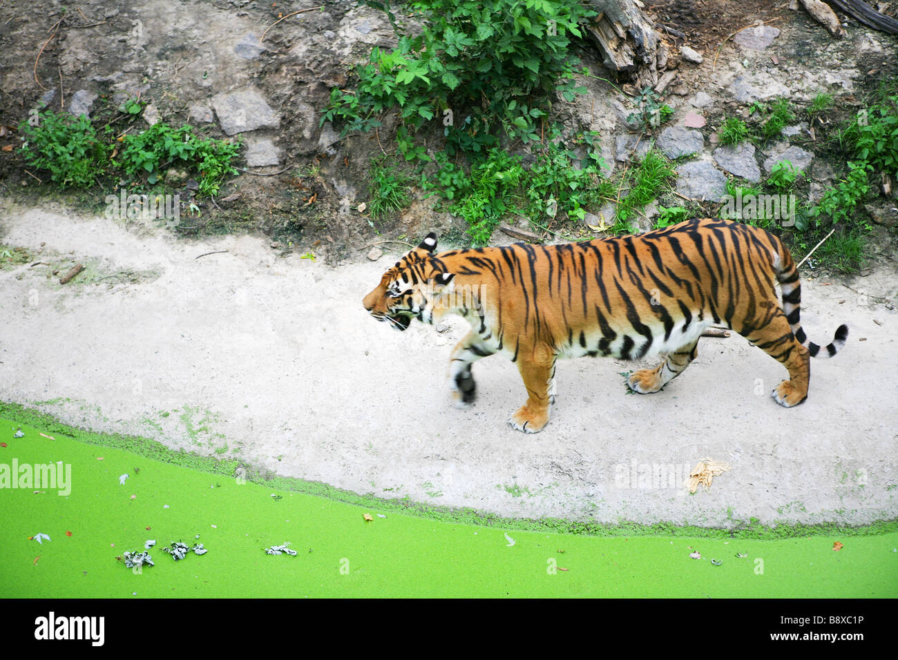 Tiger jungle hi-res stock photography and images - Alamy