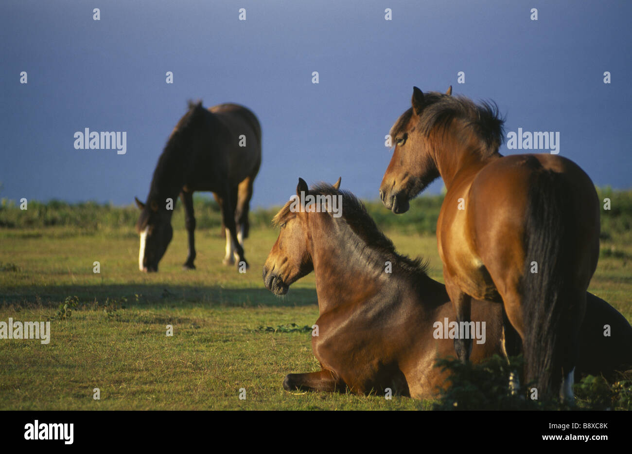 Three ponies on the Golden Cap Estate one at rest one sitting down and ...