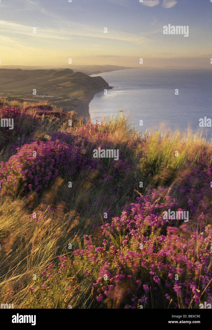 A view over the heather covered cliff top of the coastline on the ...