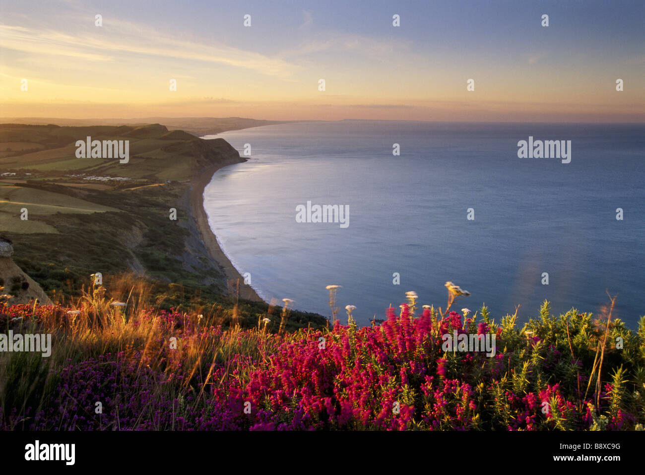 Golden Cap Estate High Resolution Stock Photography and Images - Alamy