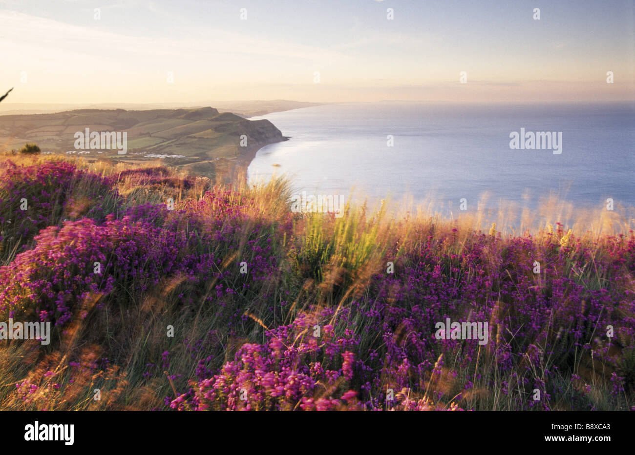 Golden Cap Estate High Resolution Stock Photography and Images - Alamy