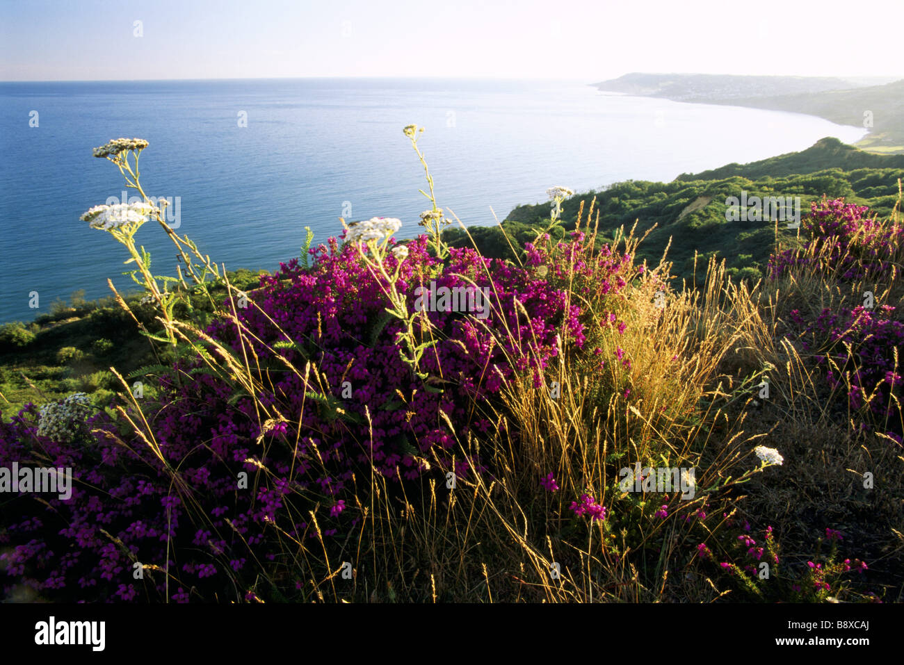 Golden Cap Estate High Resolution Stock Photography and Images - Alamy