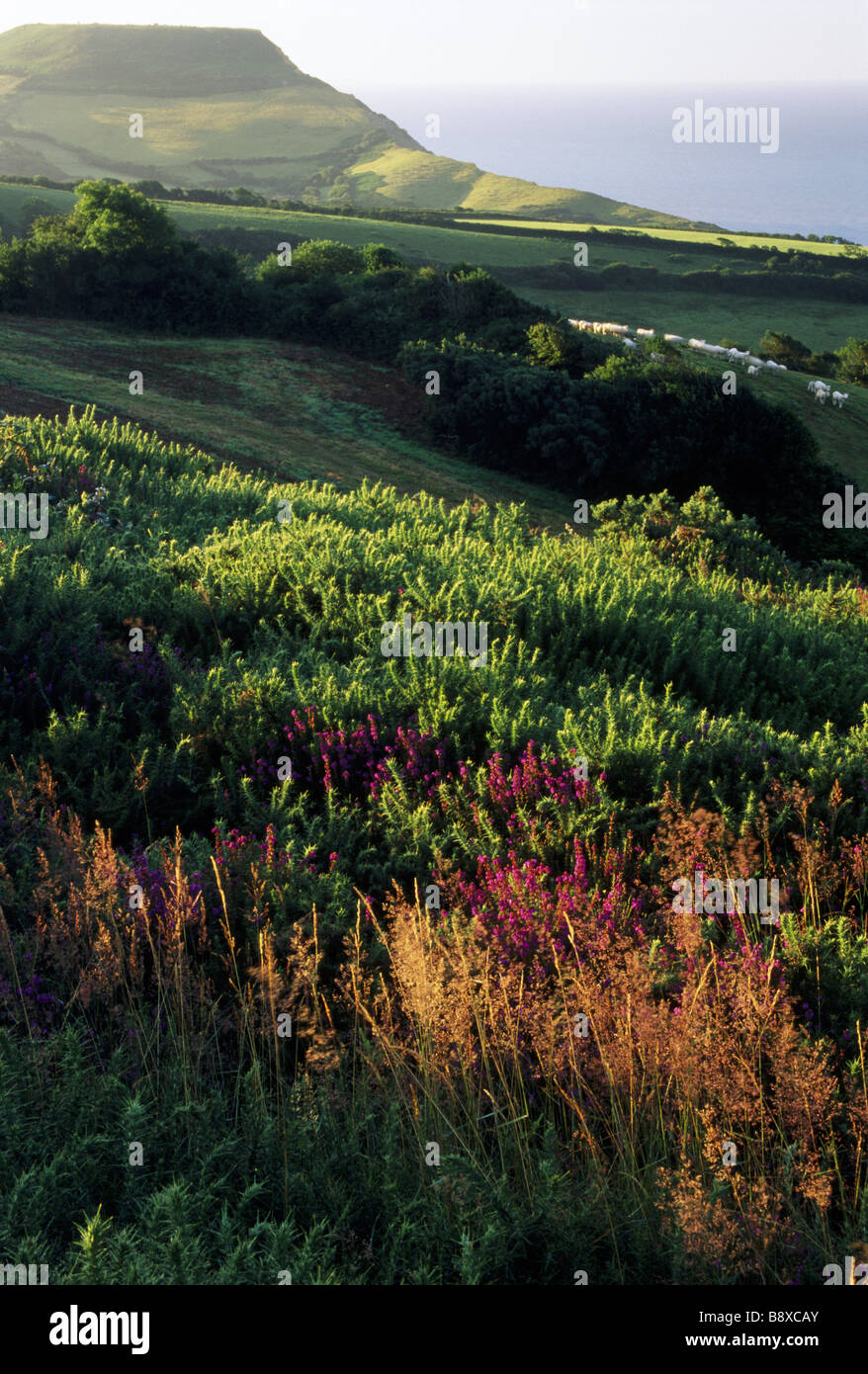 Golden Cap Estate High Resolution Stock Photography and Images - Alamy