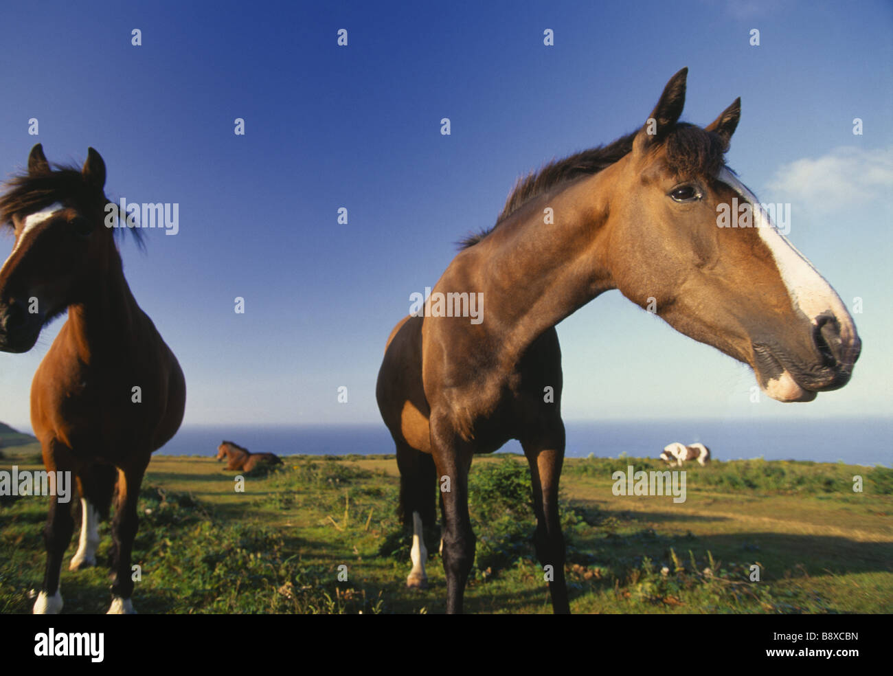 Funny pictures of horses heads hi-res stock photography and images - Alamy