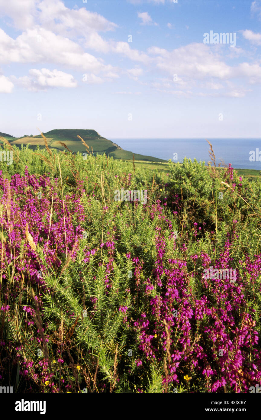 Golden Cap Estate High Resolution Stock Photography and Images - Alamy