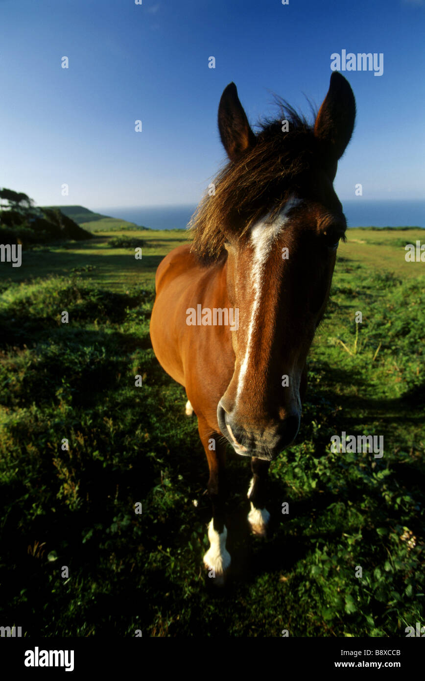 Golden Cap Estate Stock Photo - Alamy